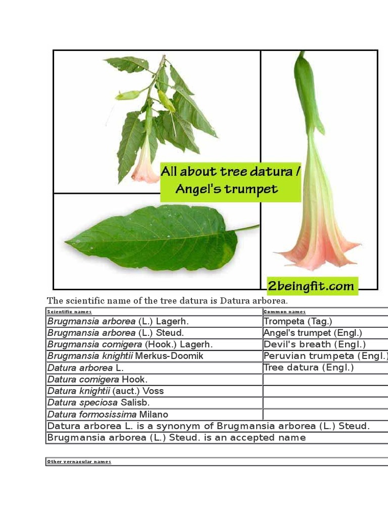 Dhatura Benefits 2beingfit | Morphine | Agriculture