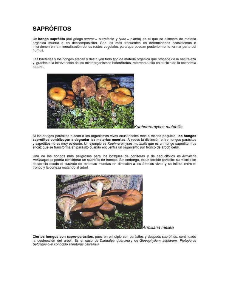 Saprofitos | PDF | Hongo | Parasitismo