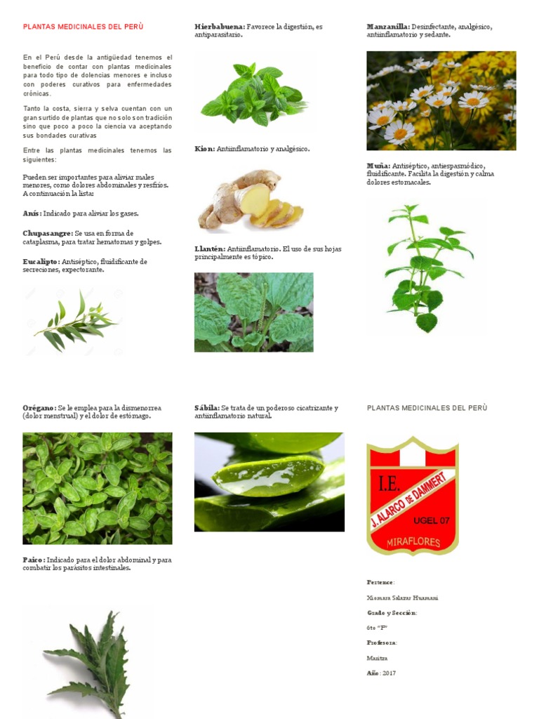 Plantas Medicinales Del Perù | Medicina | Plantas