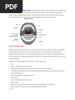 Anatomi Mulut | PDF