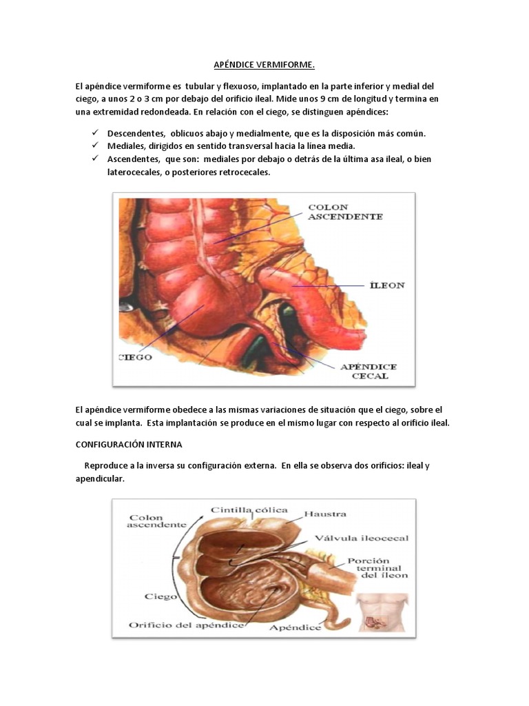 Apéndice Vermiforme | PDF