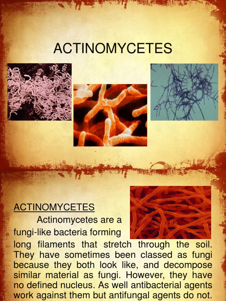 Actinomycetes | PDF | Fungus | Bacteria