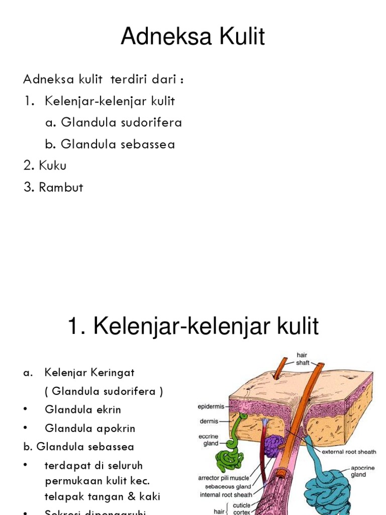 Adneksa Kulit | PDF