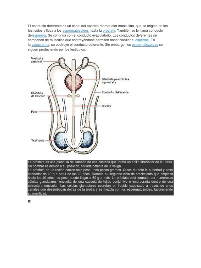 El Conducto Deferente Es Un Canal Del Aparato Reproductor Masculino ...