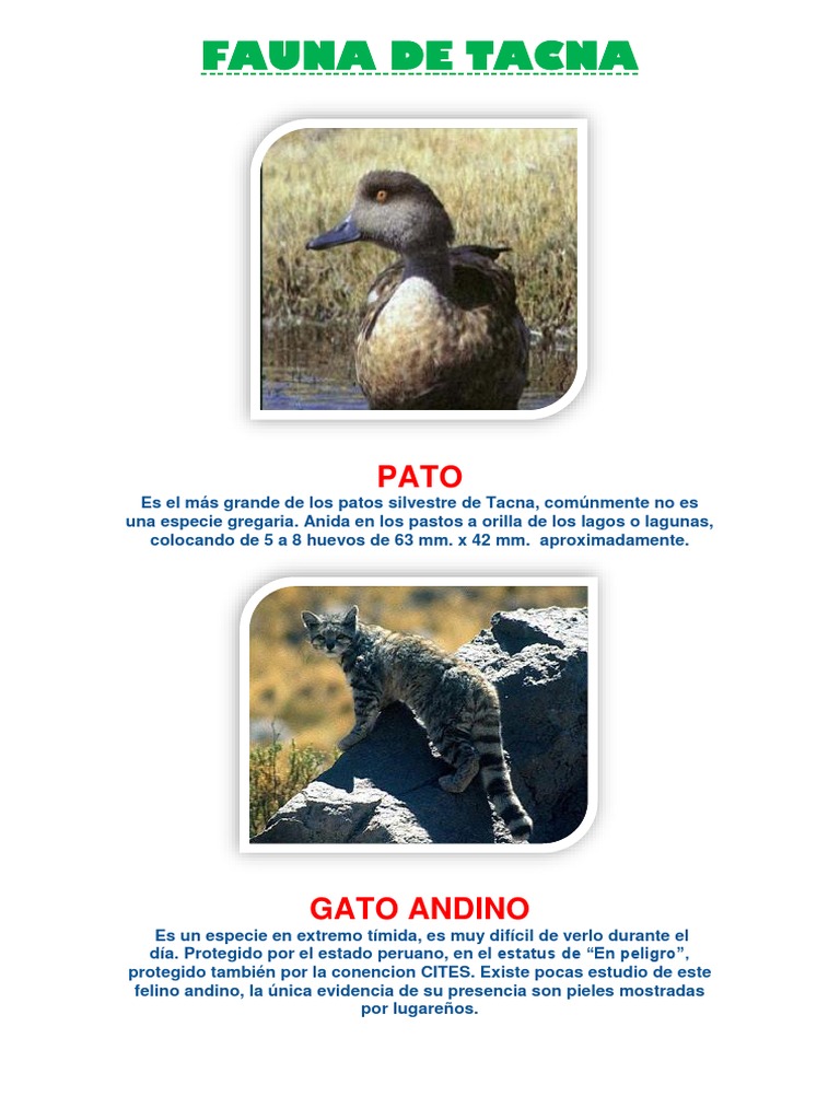 Fauna de Tacna 11, 12 | PDF