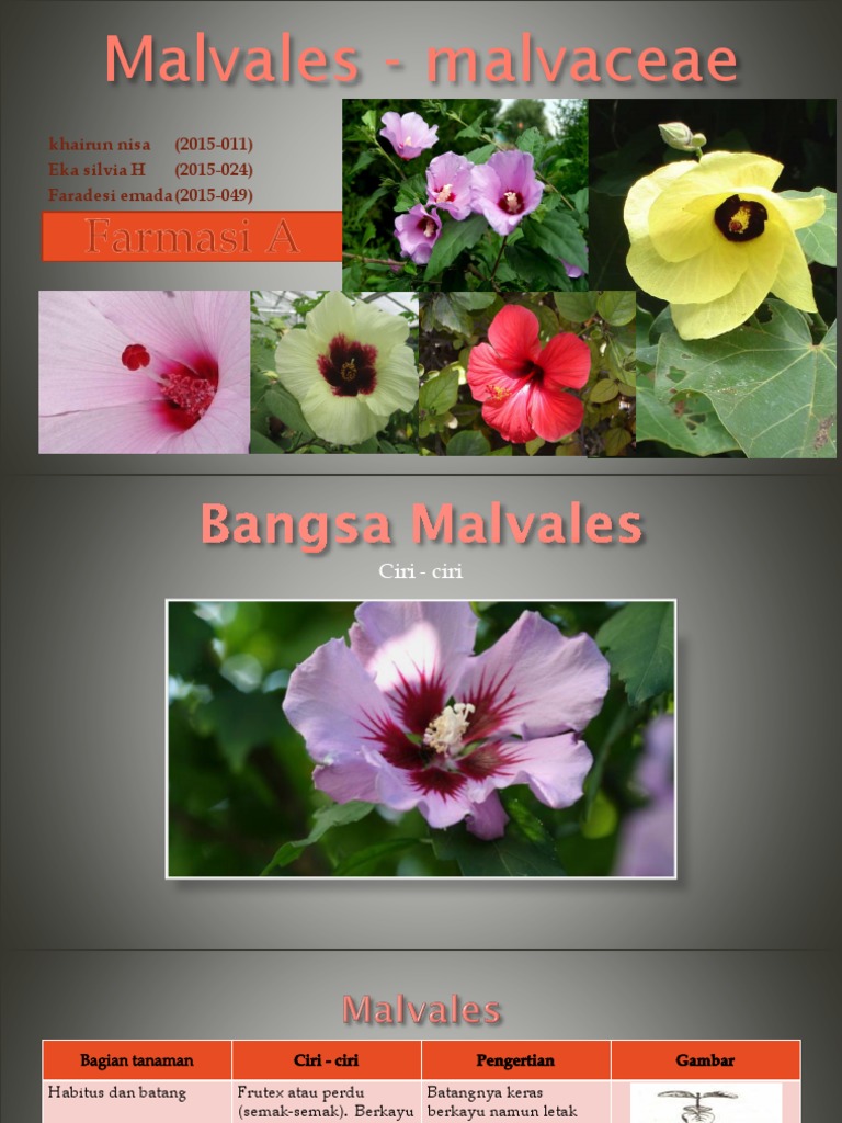Ciri-Ciri dan Klasifikasi Malvaceae | PDF
