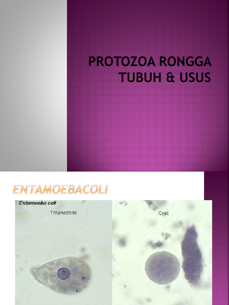 Protozoa Rongga Tubuh + Usus | PDF