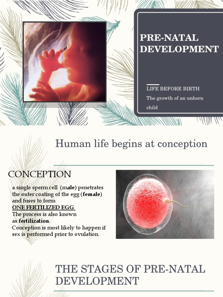 Pre Natal Development: Life Before Birth The Growth of An Unborn Child ...