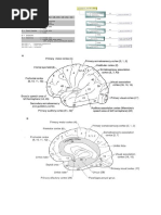 Trauma Capitis | PDF
