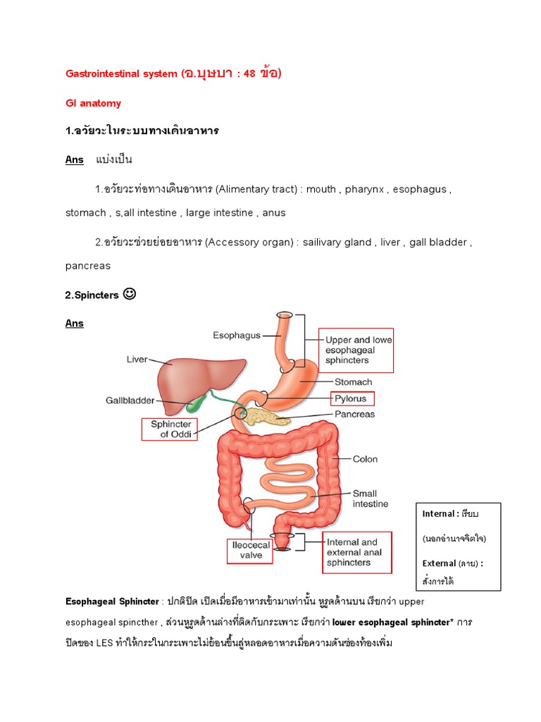 Gastrointestinal System | PDF