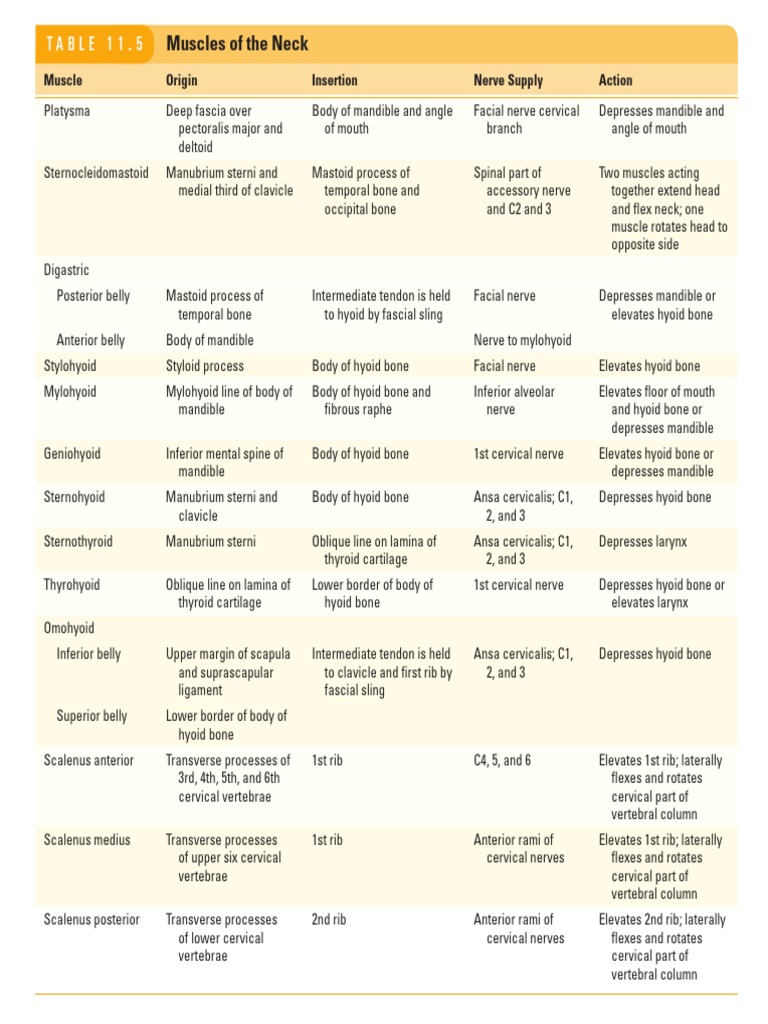 Neck Muscles | PDF | Neck | Vertebra