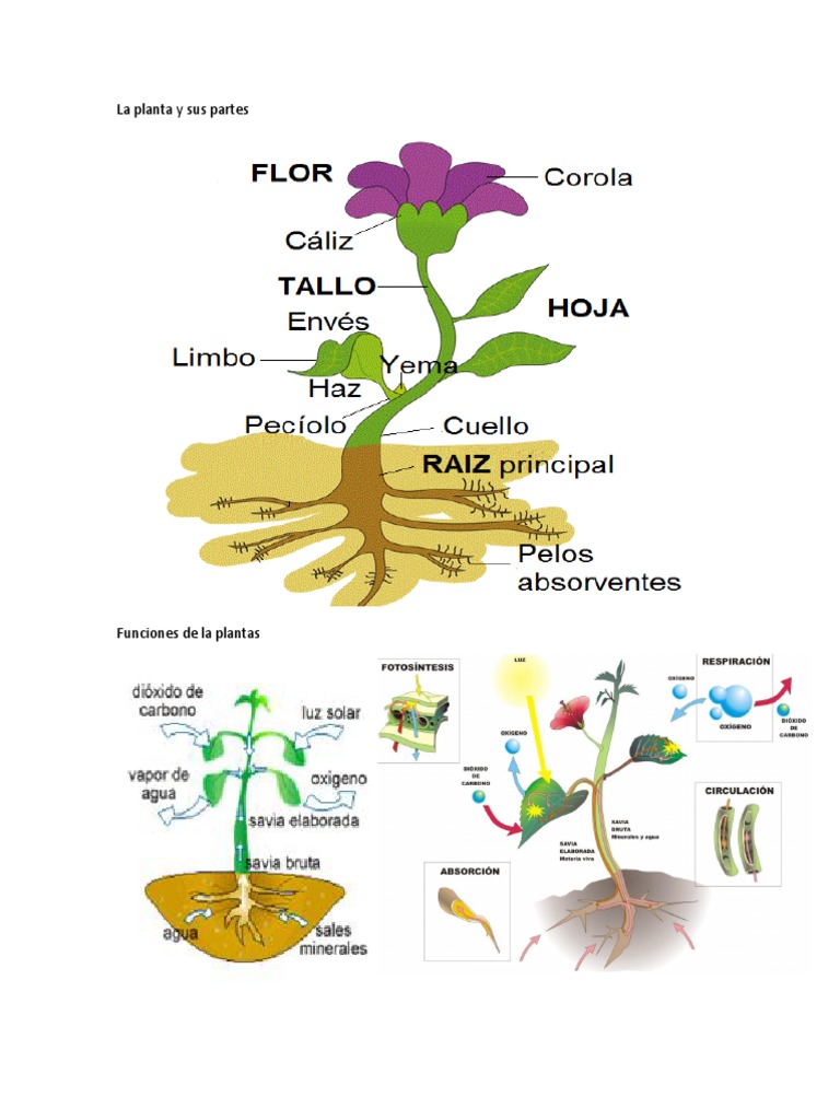 La Planta y Sus Partes | PDF