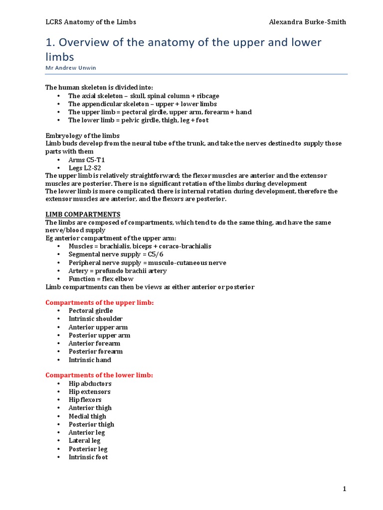 Overview of The Anatomy of The Upper and Lower Limbs | PDF | Arm ...