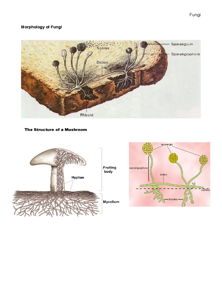 Morphology of Fungi | PDF | Fungus | Eukaryotes