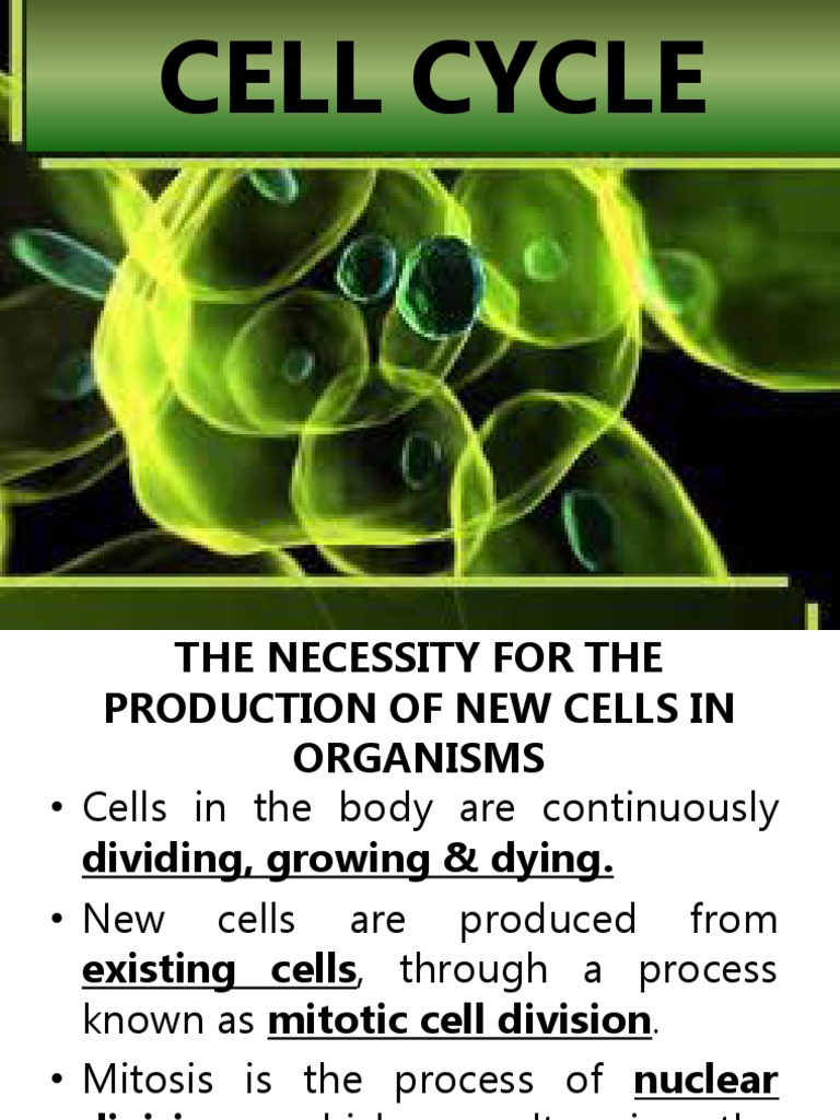 Cell Cycle | PDF | Mitosis | Chromosome