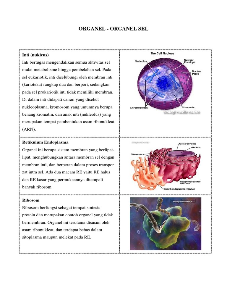 Organel - Organel Sel | PDF