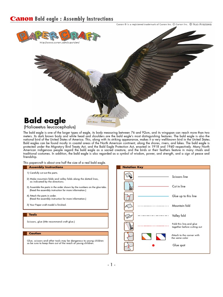 Eagle Papercraft | Download Free PDF | Eagle | Bald Eagle