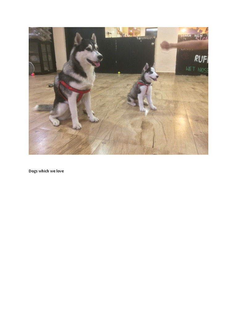 Dogs | PDF