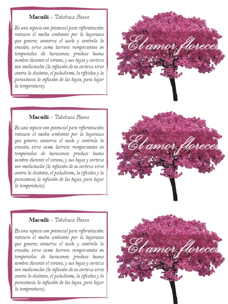 Guía de siembra del Macuilí (Tabebuia) | PDF | Tierra | Dom