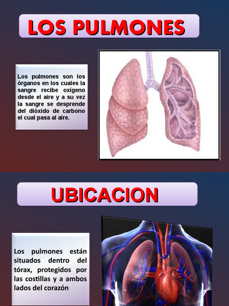 LOS PULMONES.ppt | Pulmón | Anatomía humana