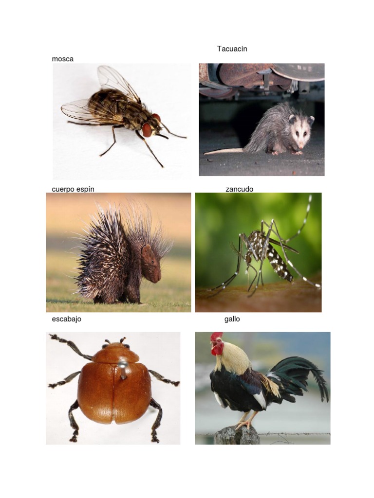 Tacuacín | PDF
