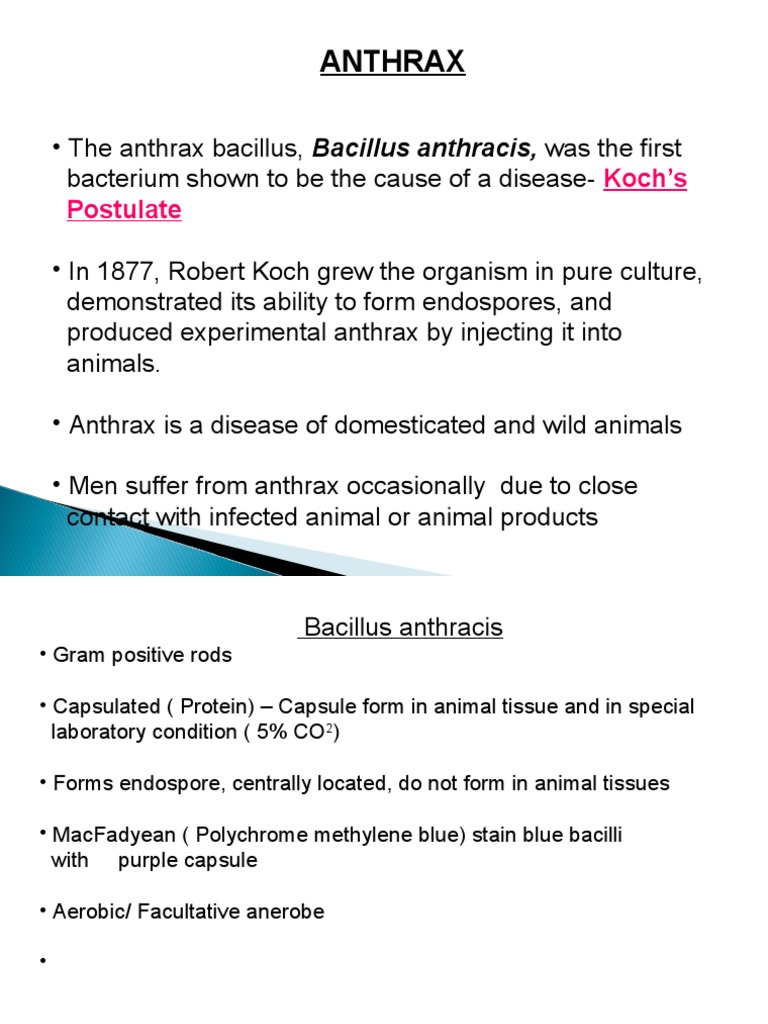 Anthrax | PDF | Anthrax | Bacillus