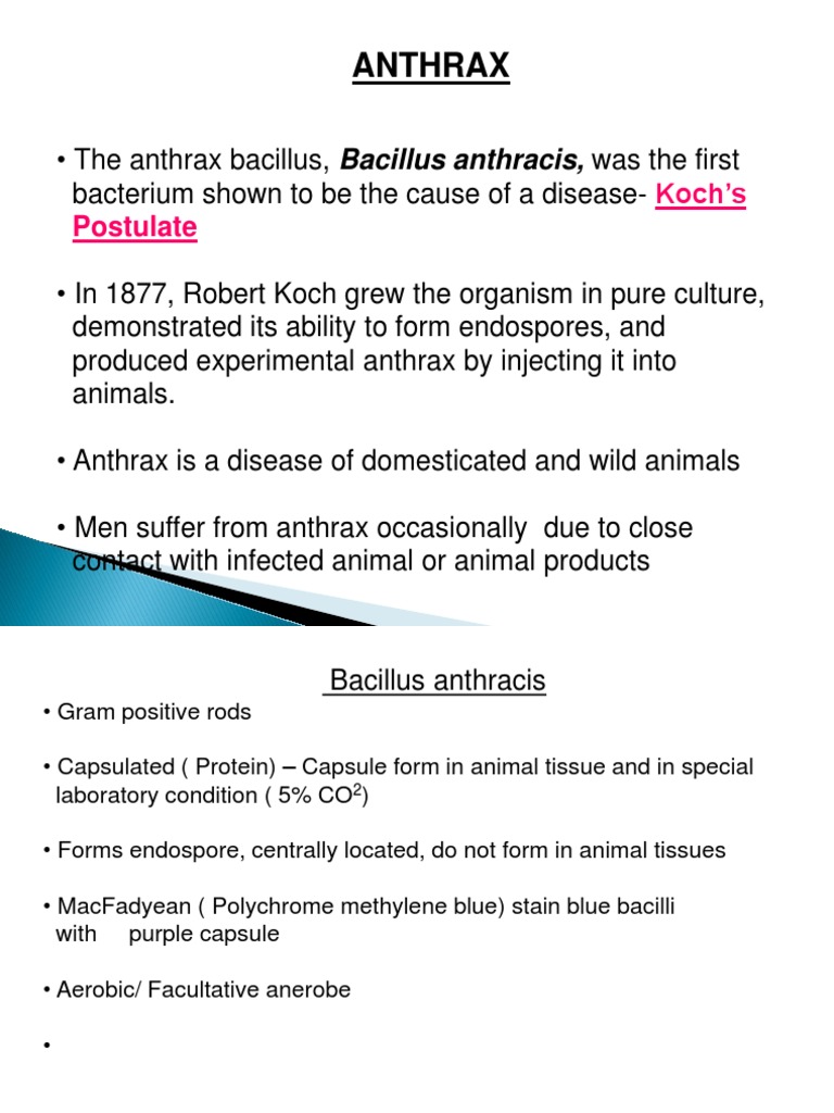 Anthrax | PDF | Anthrax | Bacillus