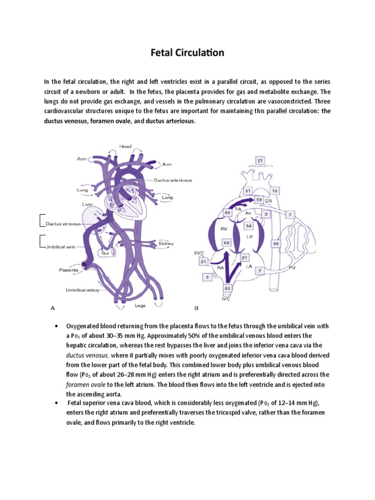Fetal Circulation | PDF | Circulatory System | Fetus