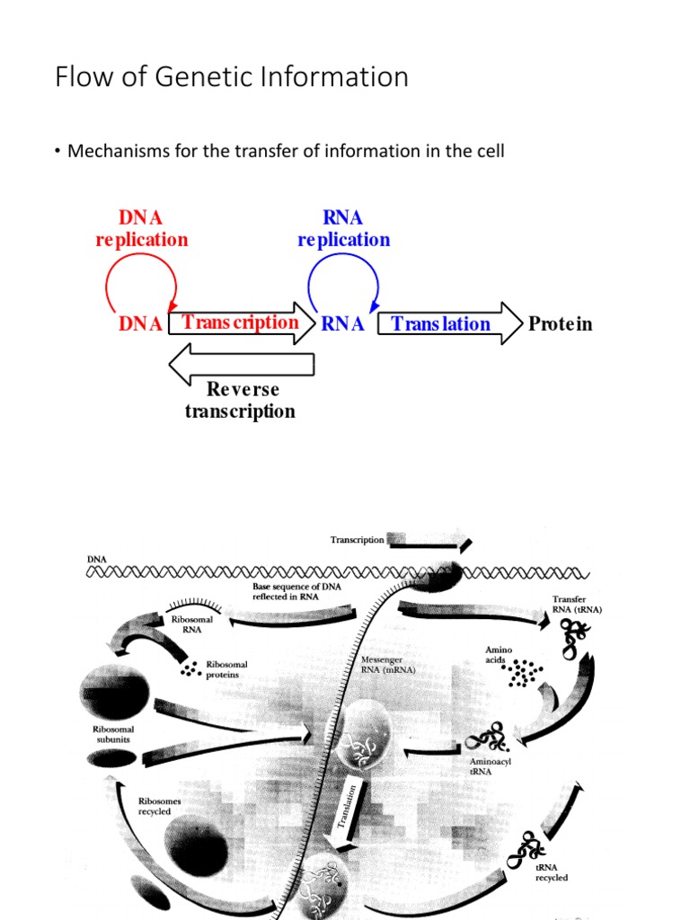 Flow of Genetic Information: - Mechanisms For The Transfer of ...