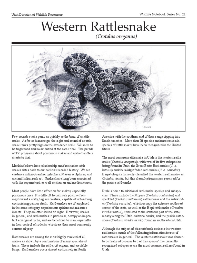 Utah DWR Rattlesnake | PDF | Rattlesnake | Snake