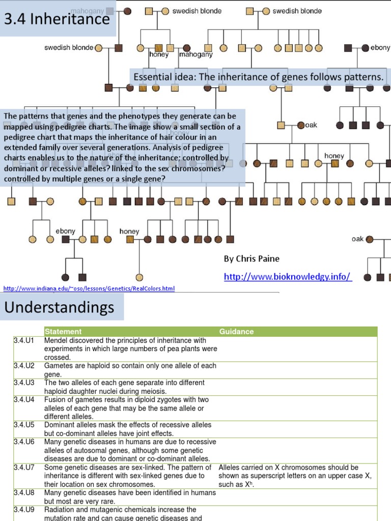 Ib Biology 3.4 Inheritance | PDF | Dominance (Genetics) | Allele