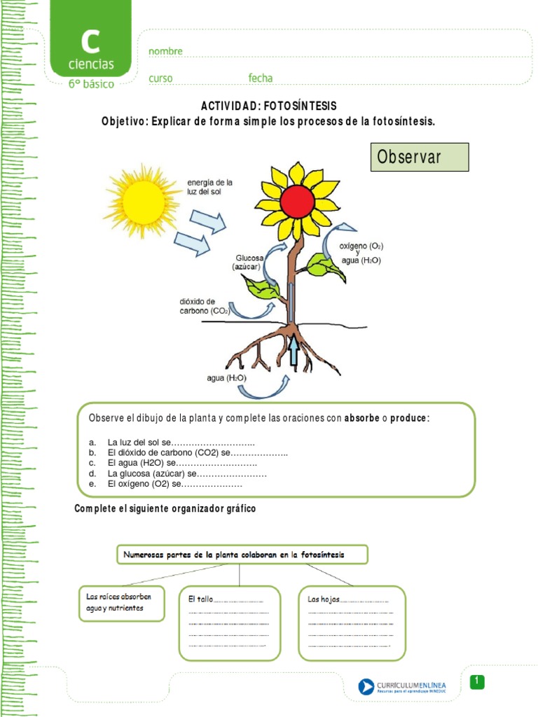 Guia 1 de Trabajo Fotosintesis PDF | PDF