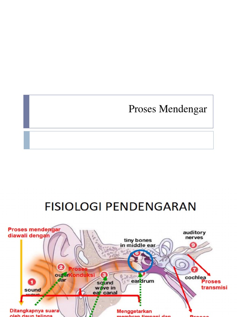 Proses dan Jenis Tuli Pendengaran | PDF | Sains & Matematika