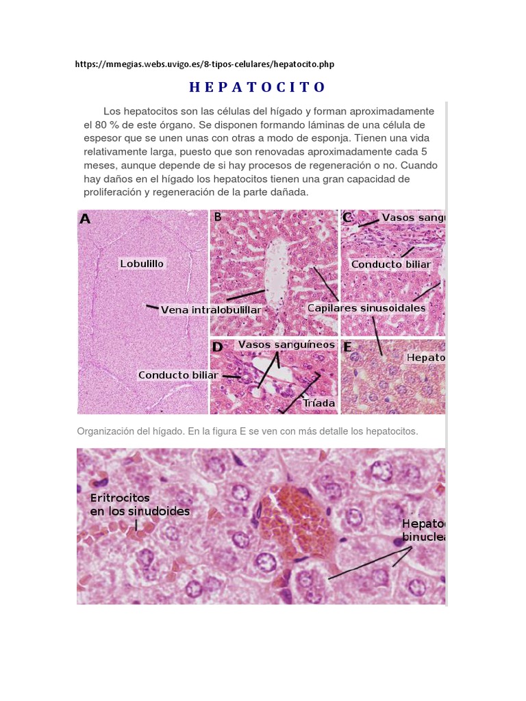HEPATOCITO | Hepatocito | Digestión