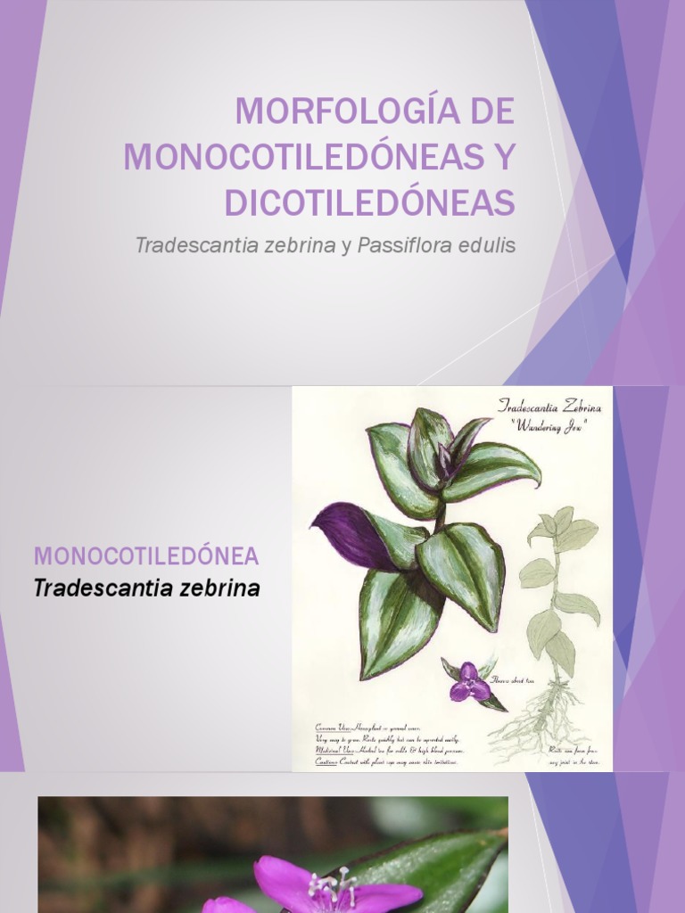 Morfología de Monocotiledóneas y Dicotiledóneas | PDF | Ciencia y matemáticas