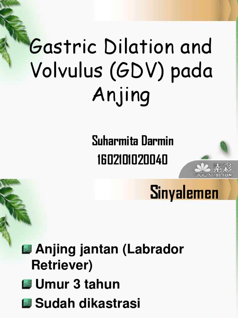 Gastric Dilation and Volvulus (GDV) | PDF