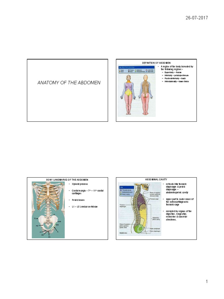 Anatomy Of Abdomen Pdf Pdf Abdomen Pelvis