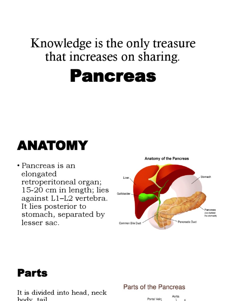Pancreas | PDF | Pancreas | Pancreatic Cancer