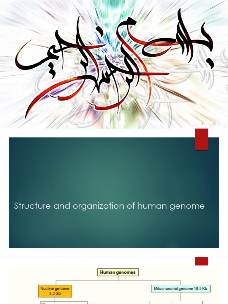 Structure and Organization of Human Genome | PDF | Human Genome | Genome