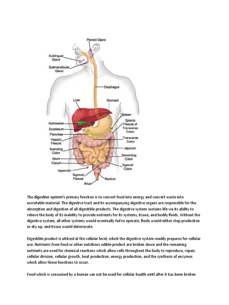 The Digestive System (Anatomy) | PDF | Human Digestive System ...