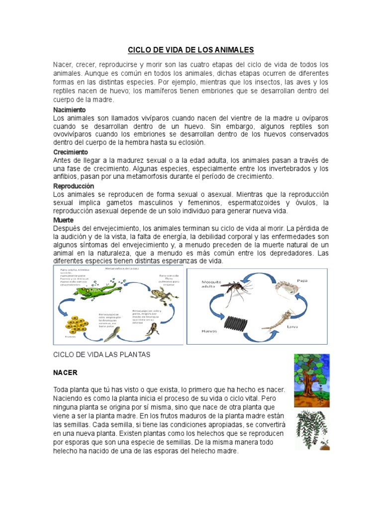Ciclo de Vida de Los Animales | PDF | Plantas | Biología
