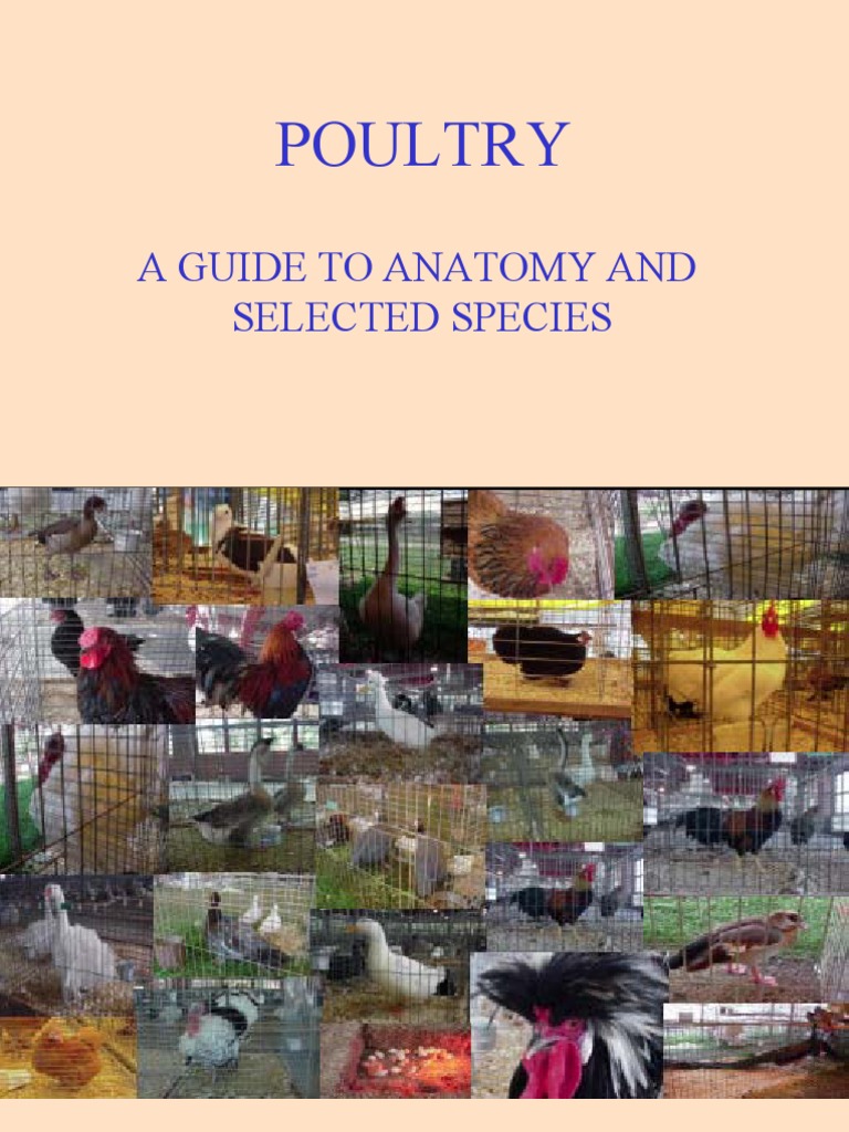 Poultry-A Guide To Anatomy and Selected Species | PDF | Digestion | Egg