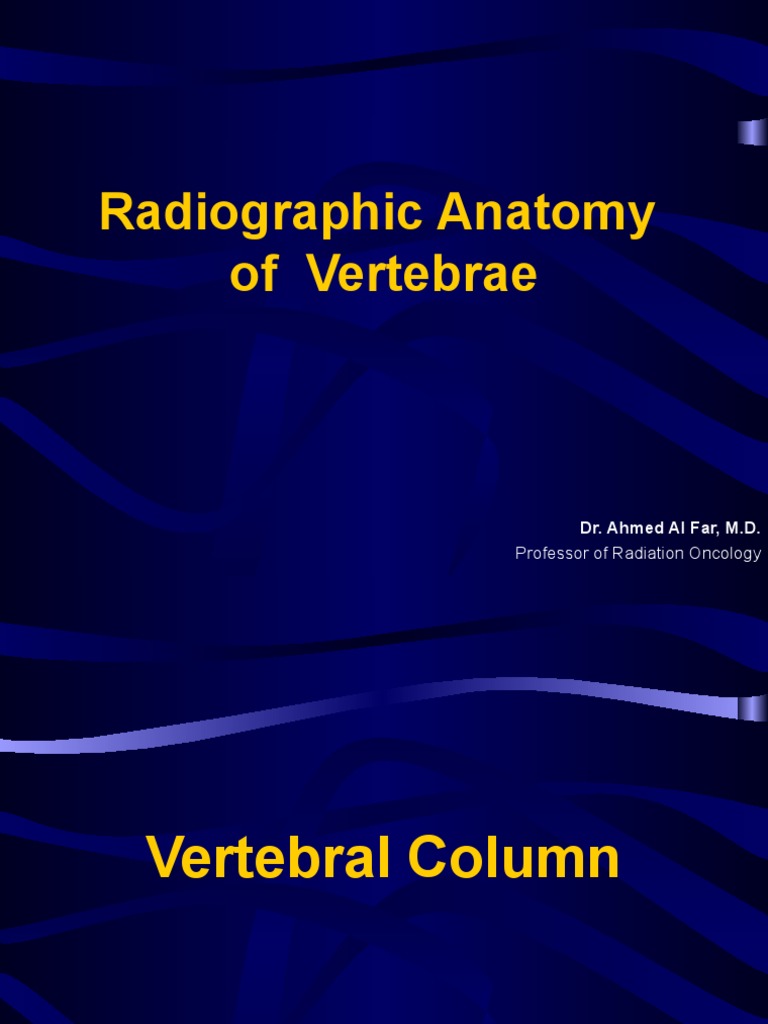 Thoracic Vertebrae and Rudimentary Ribs | PDF | Vertebra | Vertebral Column