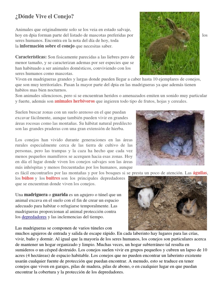 Dónde Vive El Conejo | PDF | Suelo | Conservación