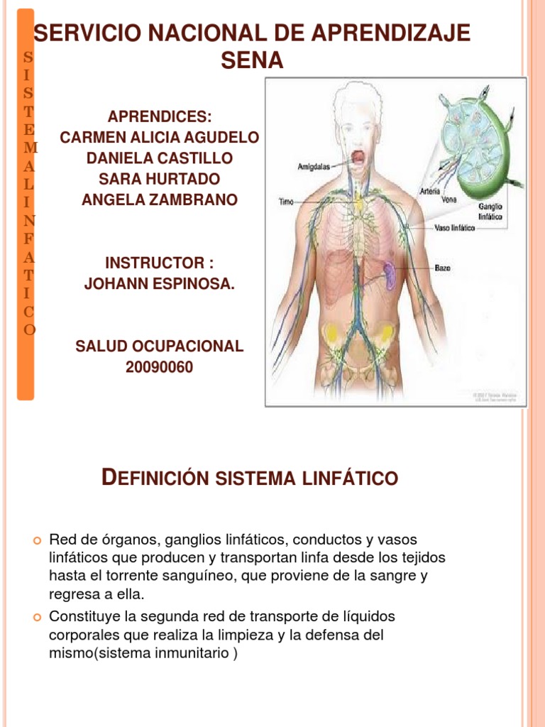 Sistema Linfatico Power- Point | Sistema linfático | Linfa