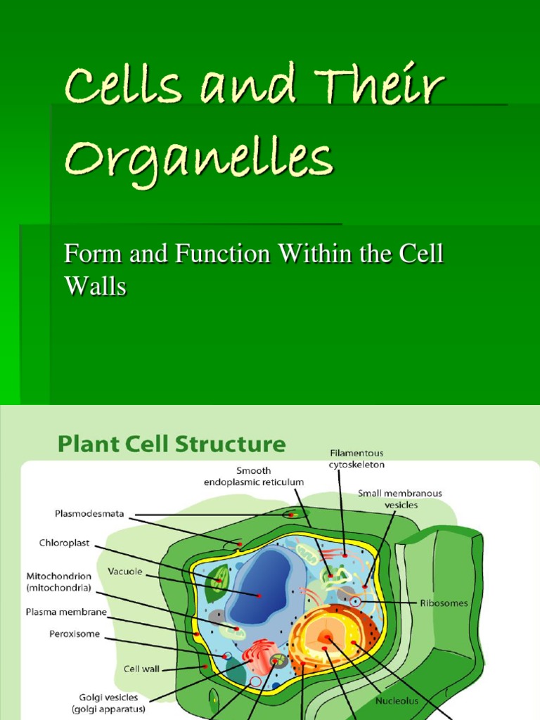 Cells and Their Organelles: Form and Function Within The Cell Walls | PDF