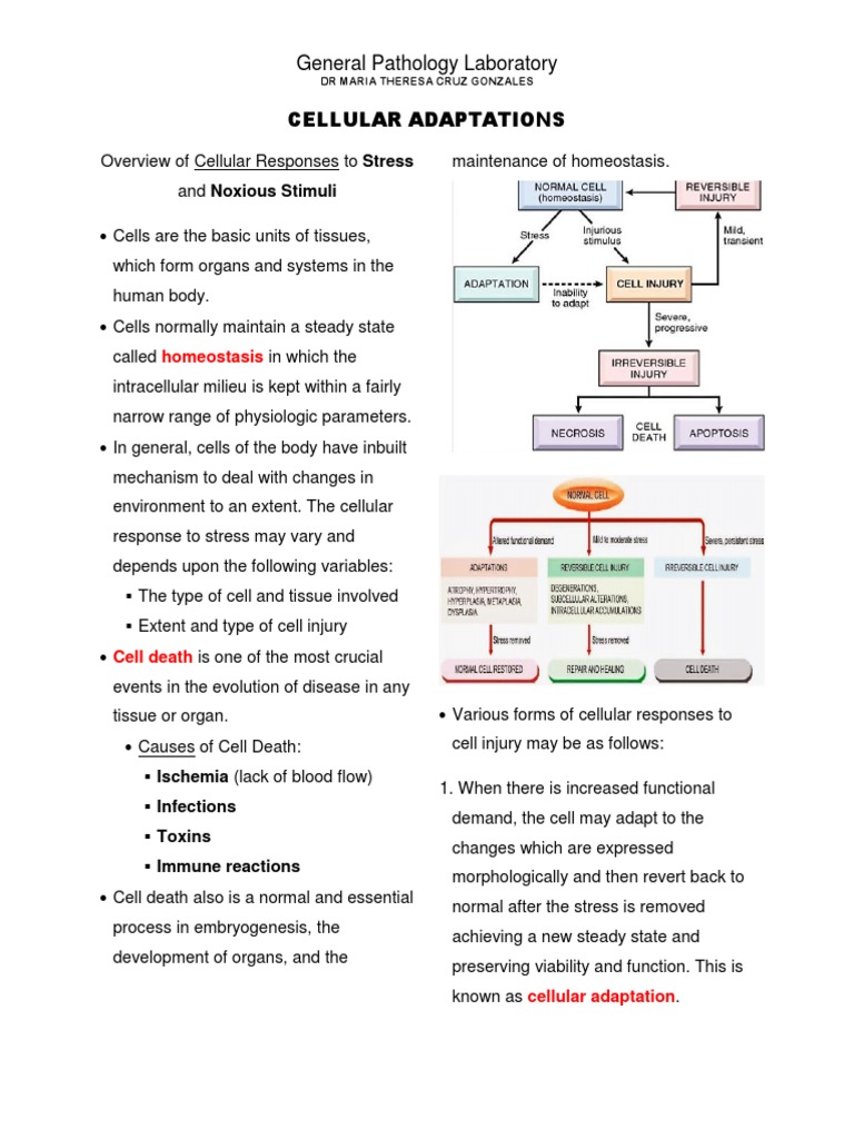 General Pathology Laboratory | PDF | Stress (Biology) | Muscle