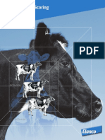 Purina Body Condition Score Diagram | PDF | Abdomen | Pelvis