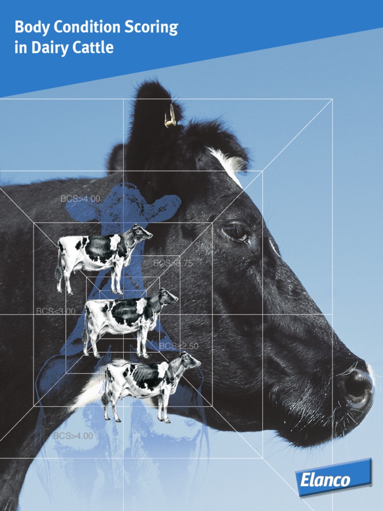 Body Condition Scoring in Dairy Cattle | Download Free PDF | Cattle | Calf