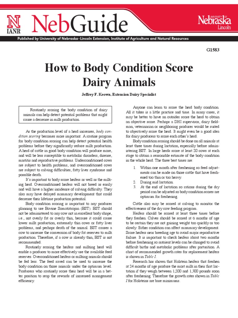 How To Body Condition Score Dairy Animals PDF | PDF | Dairy Cattle | Calf